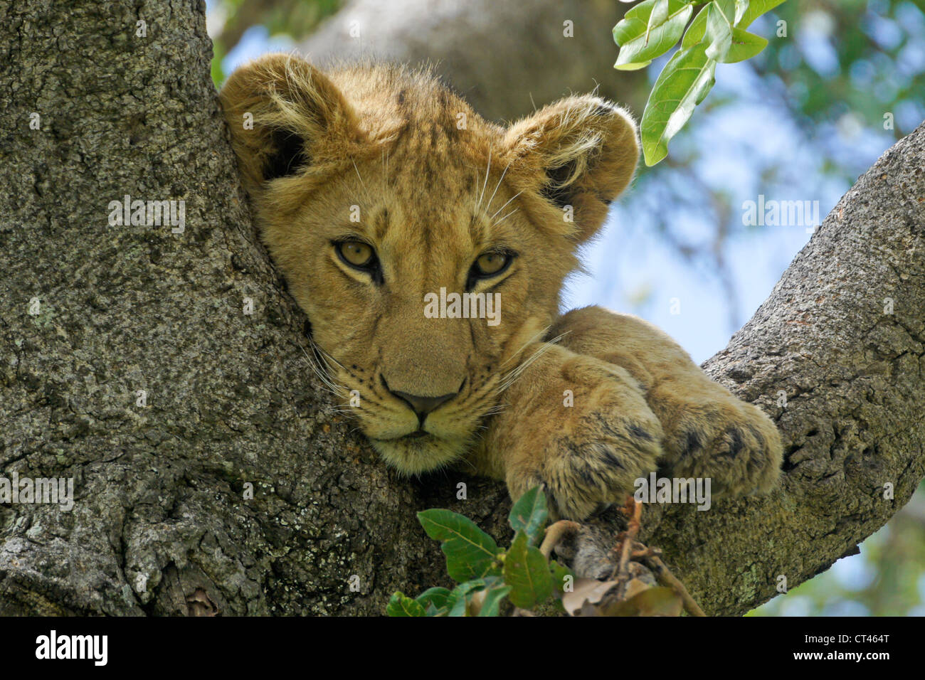 Lion cubs climbing tree hi-res stock photography and images - Alamy