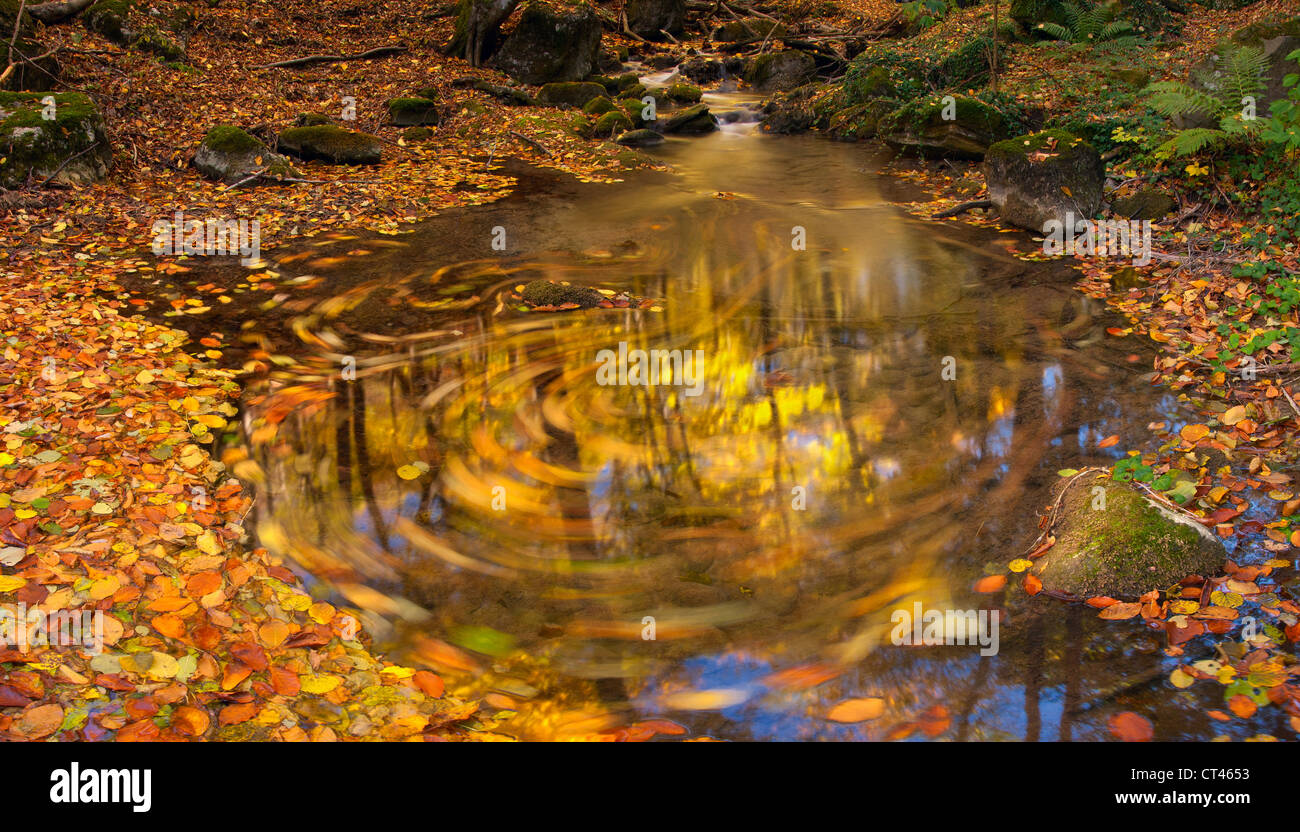 Autumn leaves moving stream hi-res stock photography and images - Alamy