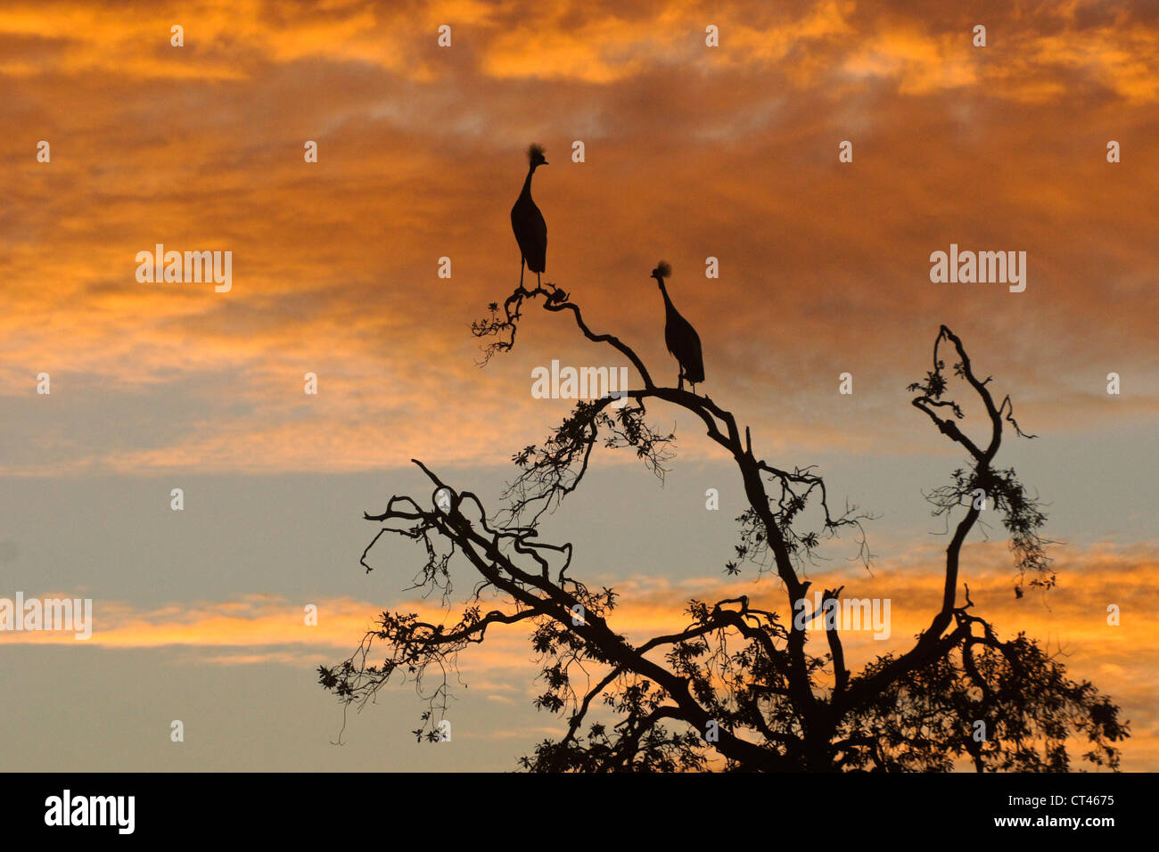 Crowned crane in tree hi-res stock photography and images - Alamy