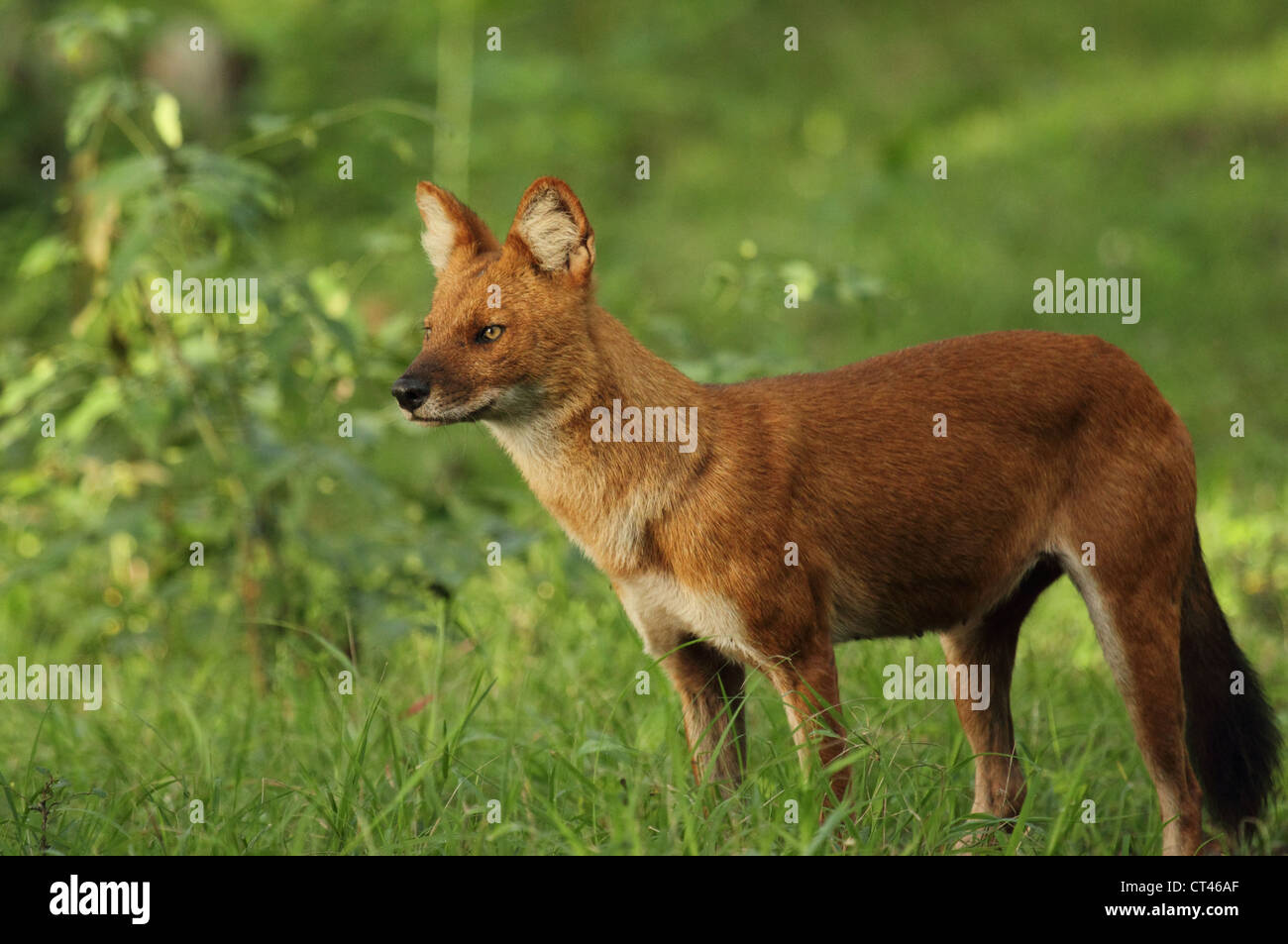 Indian wild dog hi-res stock photography and images - Alamy