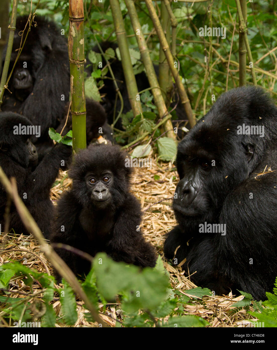 Africa, Rwanda, Volcanoes National Park, Mountain Gorilla. Agashya ...
