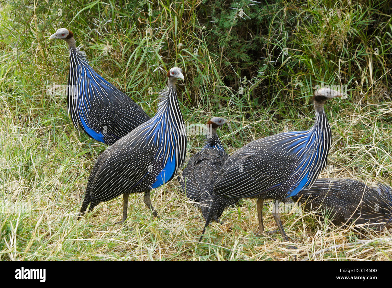 Vulturine hi-res stock photography and images - Alamy