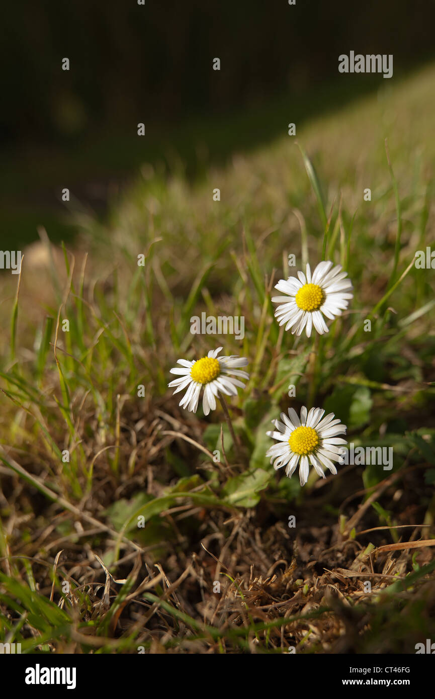 The common white daisy, Bellis perennis, gardeners worst enemy a small ...