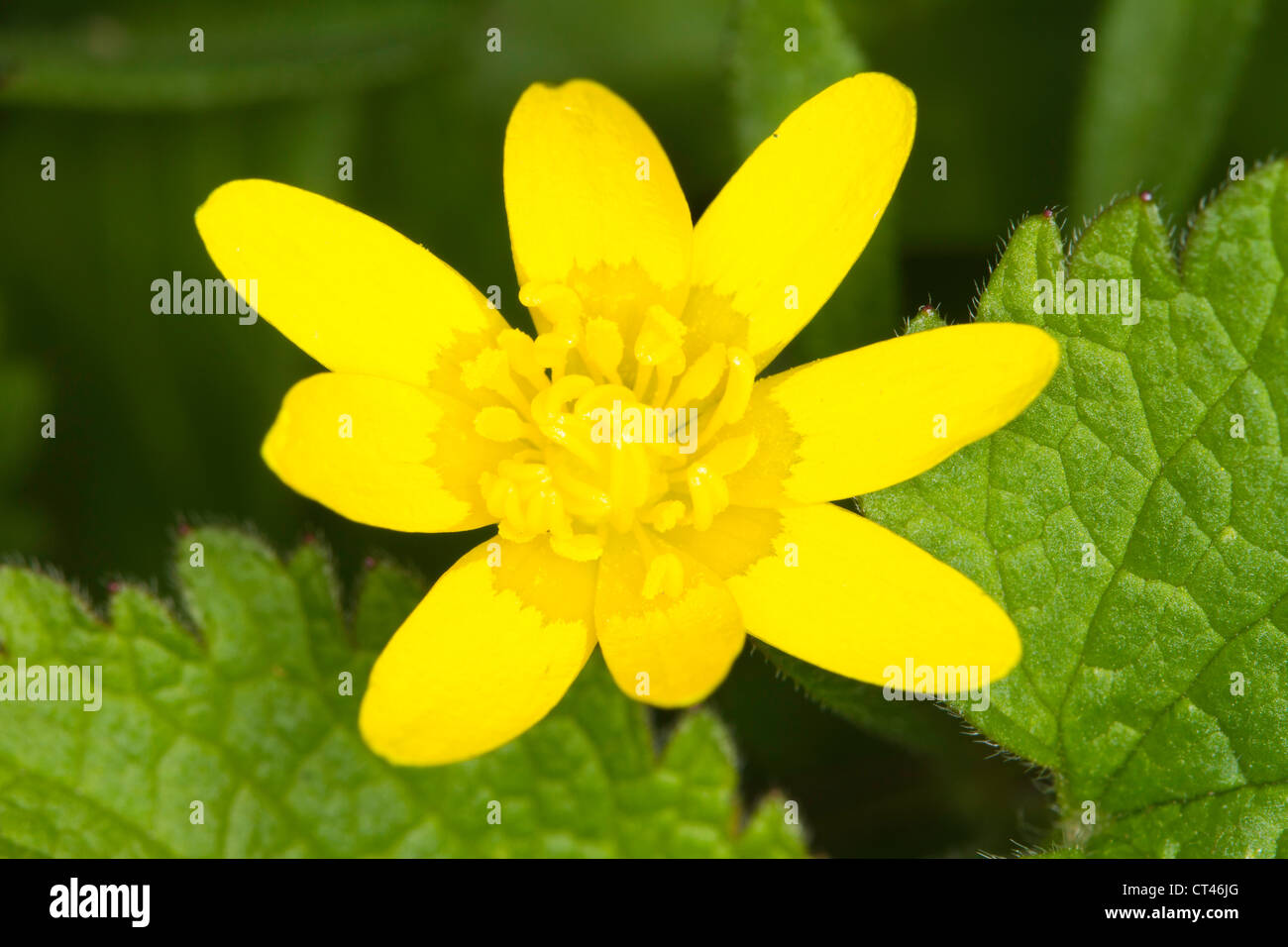 Lesser Celandine (Ranunculus ficaria) flower Stock Photo - Alamy