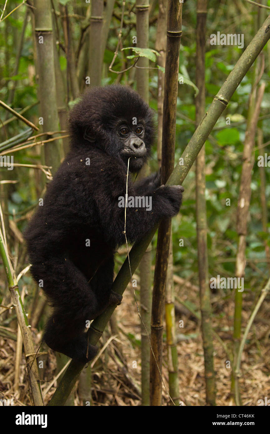 Africa, Rwanda, Volcanoes National Park, Mountain Gorilla. Agashya ...