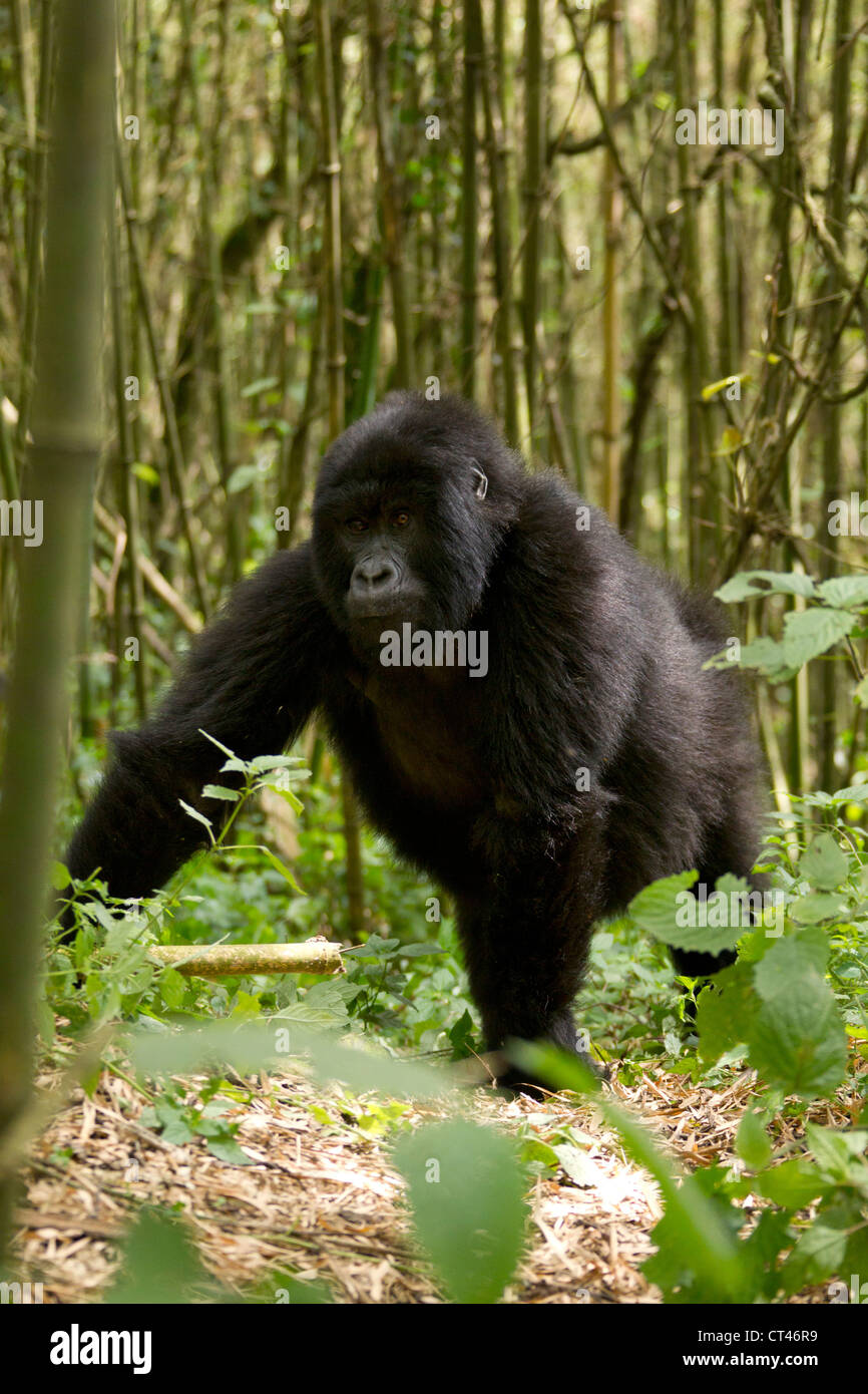 Africa, Rwanda, Volcanoes National Park, Mountain Gorilla. Agashya ...
