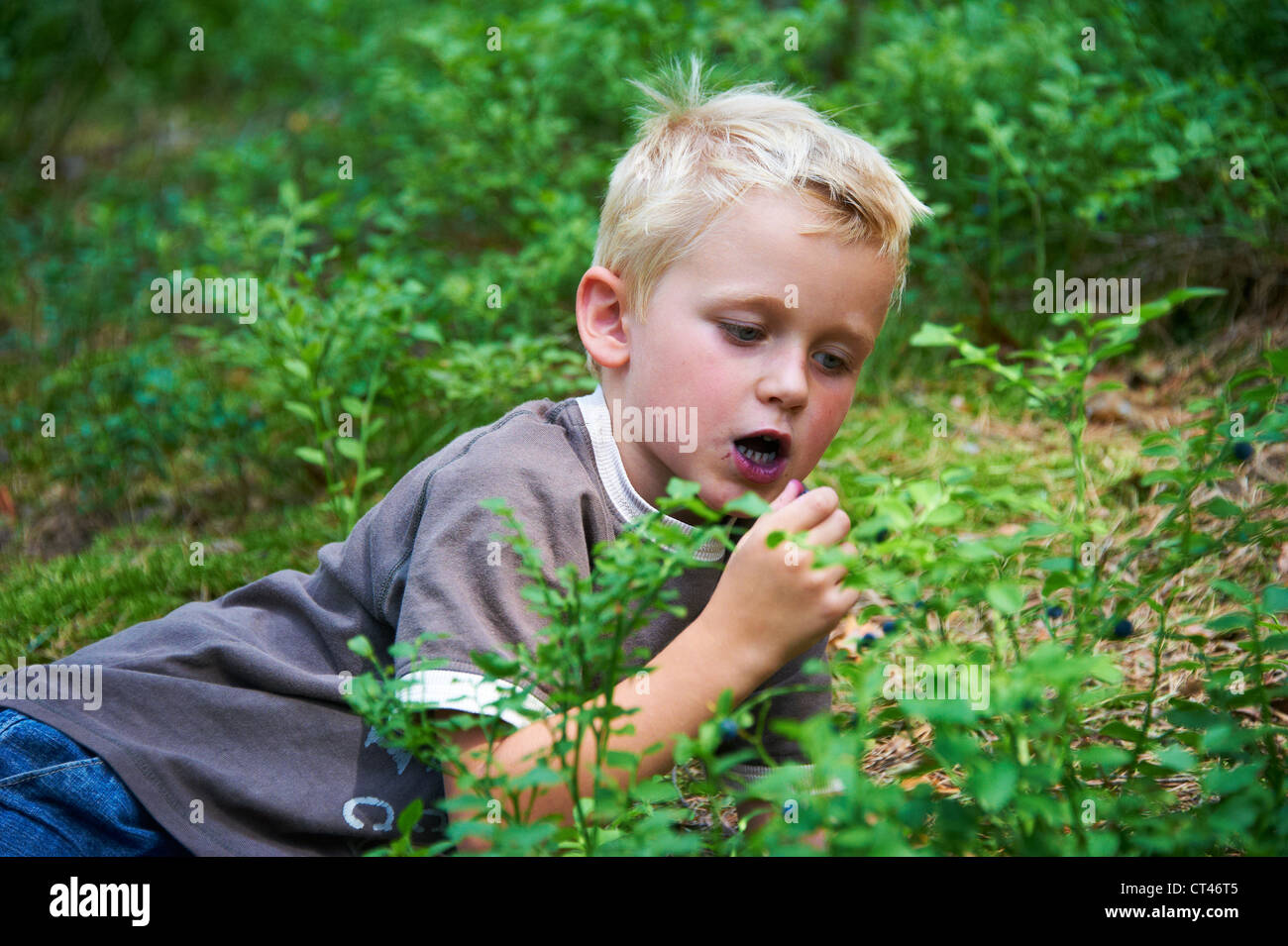 Little child blond Boy Eating Blueberries in summer forest Stock Photo ...