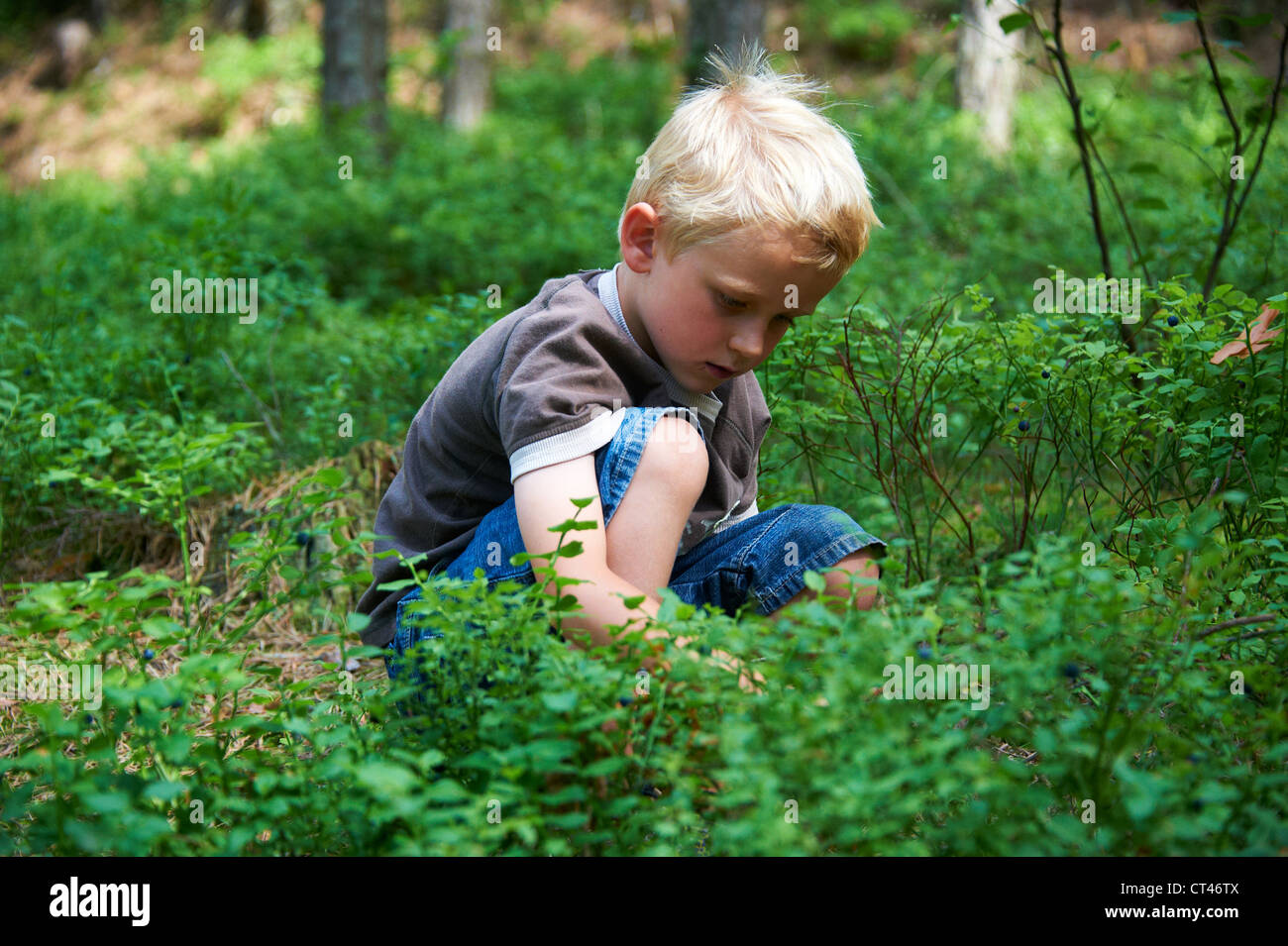 Little child blond Boy Eating Blueberries in summer forest Stock Photo ...