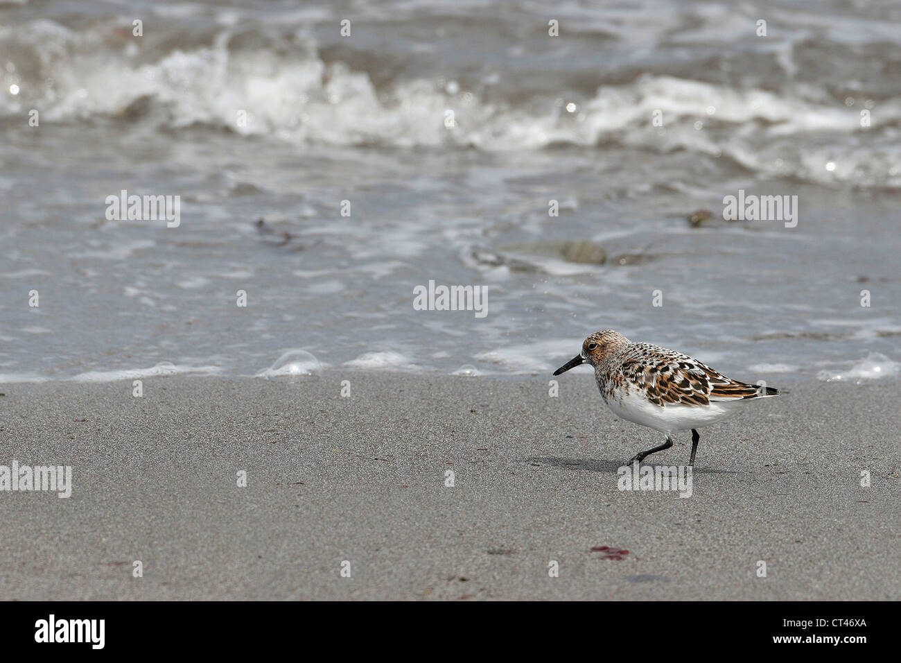 Dunlins walking hi-res stock photography and images - Alamy