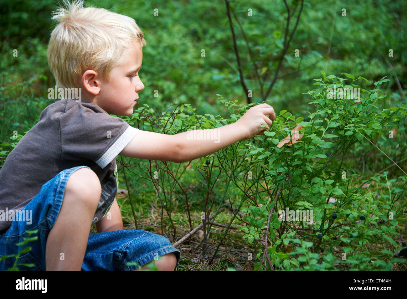 Little child blond Boy Eating Blueberries in summer forest Stock Photo ...