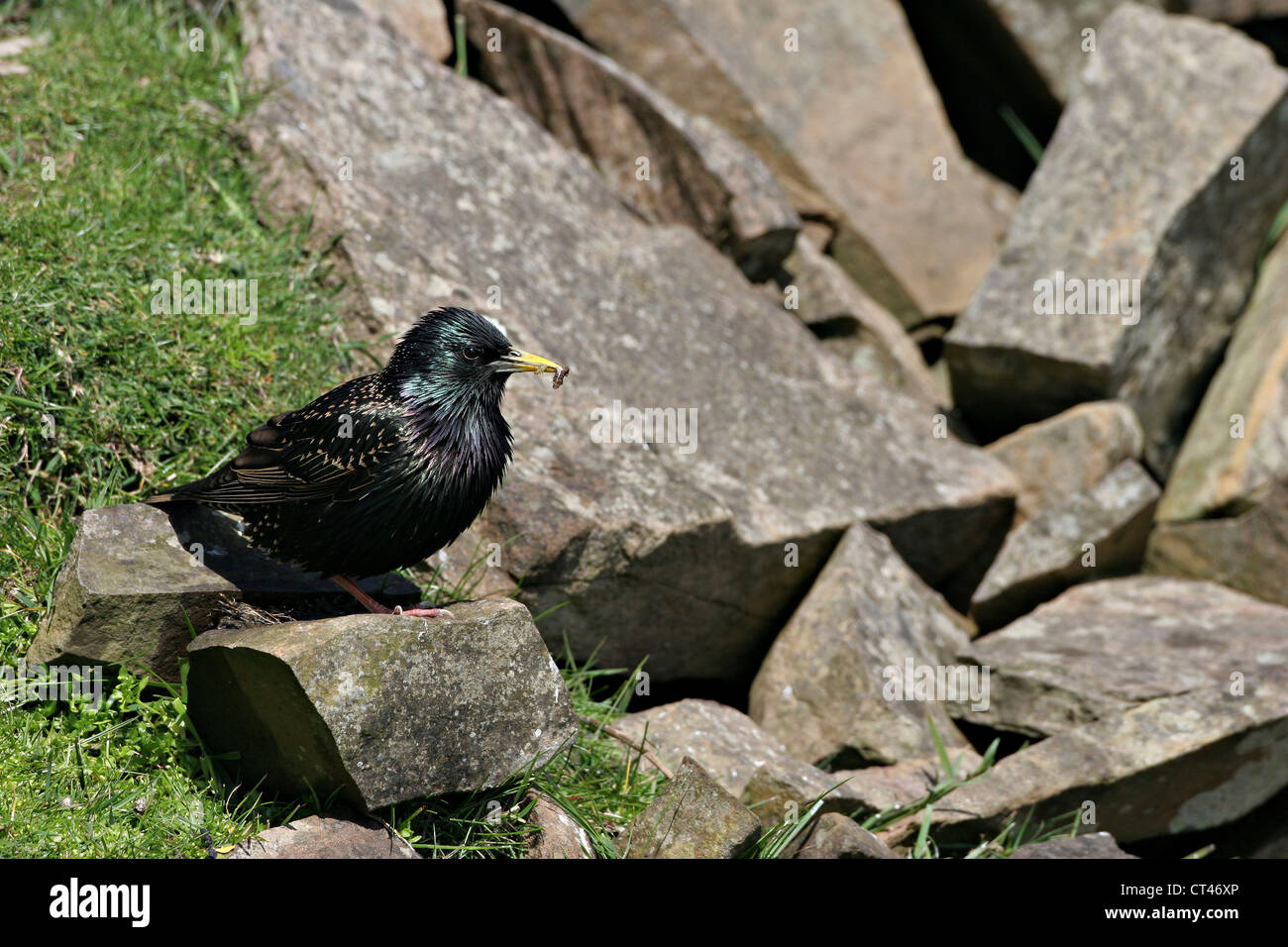 Starling with food in its mouth hi-res stock photography and images - Alamy