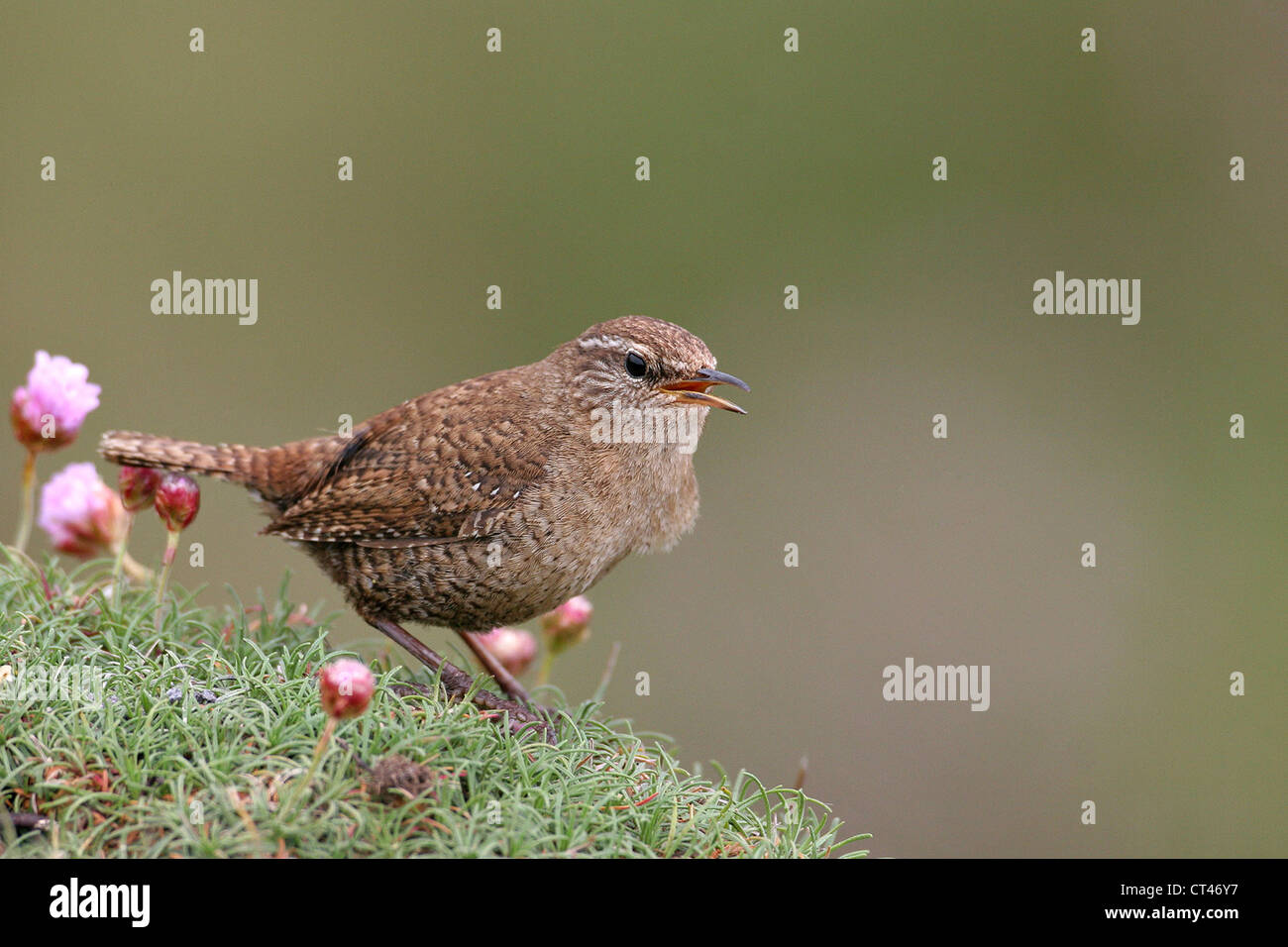 Wren bird flowers hi-res stock photography and images - Alamy