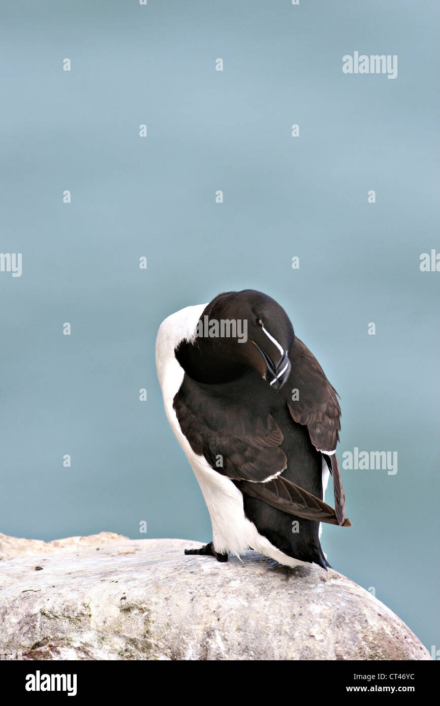 Razorbills shetland islands hi-res stock photography and images - Alamy