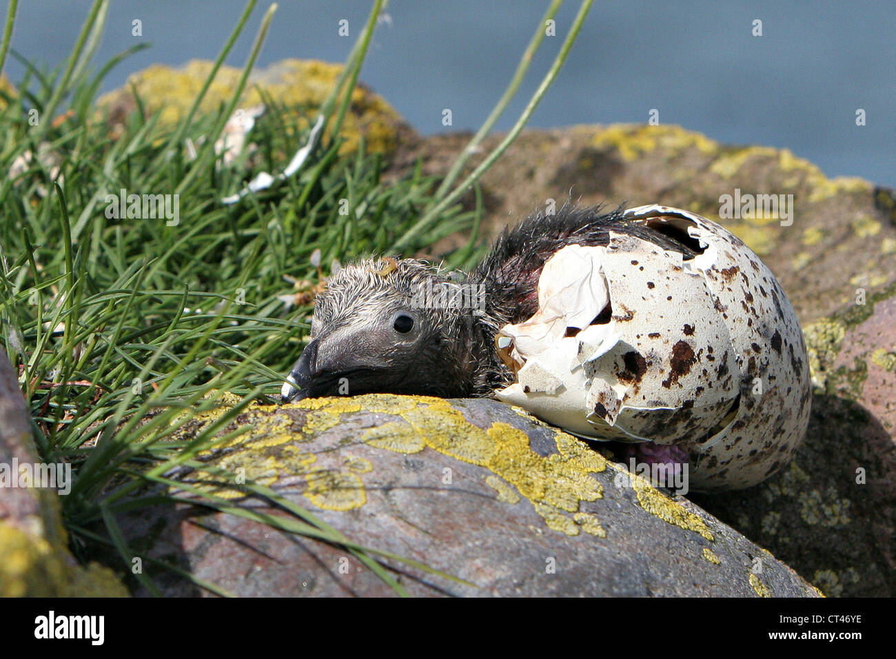 Razorbill egg hi-res stock photography and images - Alamy