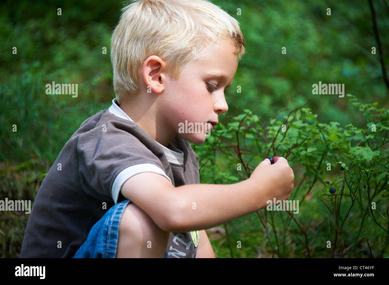 Little child blond Boy Eating Blueberries in summer forest Stock Photo ...