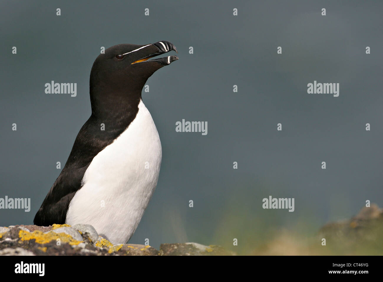 Razorbills shetland islands hi-res stock photography and images - Alamy