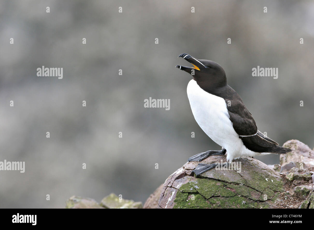 Razorbills shetland islands hi-res stock photography and images - Alamy