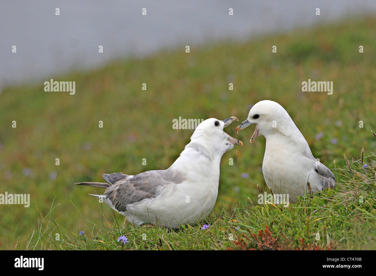 2 birds with beaks open hi-res stock photography and images - Alamy