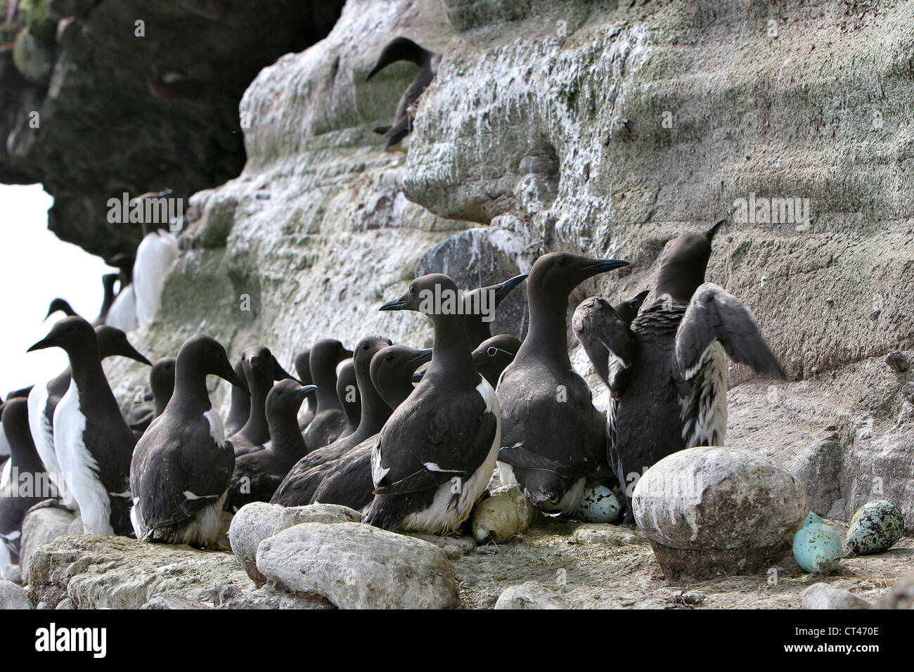 Common murres on rocky hi-res stock photography and images - Alamy