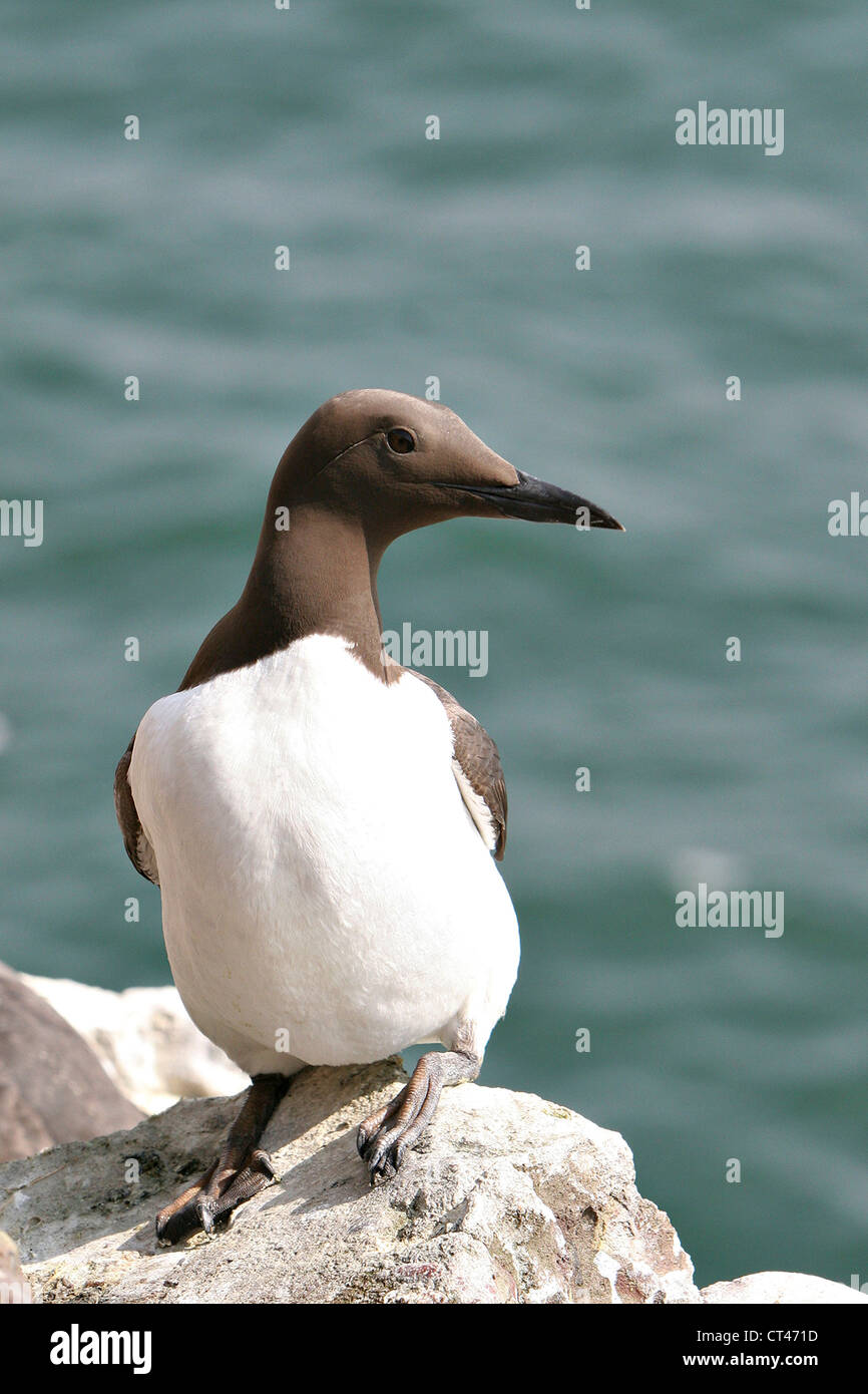 Common murres on rocky hi-res stock photography and images - Alamy