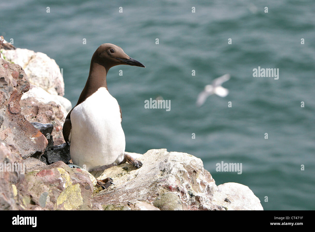 Common murres on rocky hi-res stock photography and images - Alamy