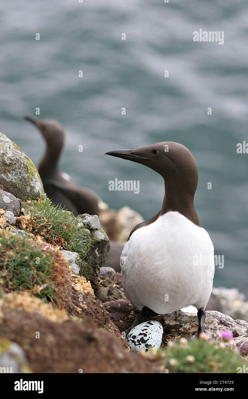 Common murre bird eggs hi-res stock photography and images - Alamy