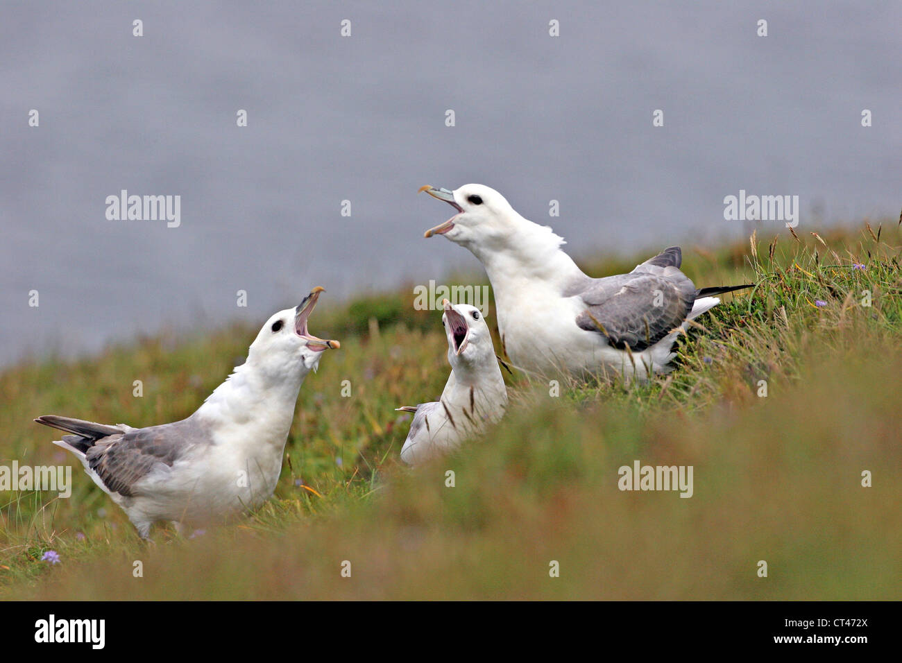 Fulmar with grass hi-res stock photography and images - Alamy