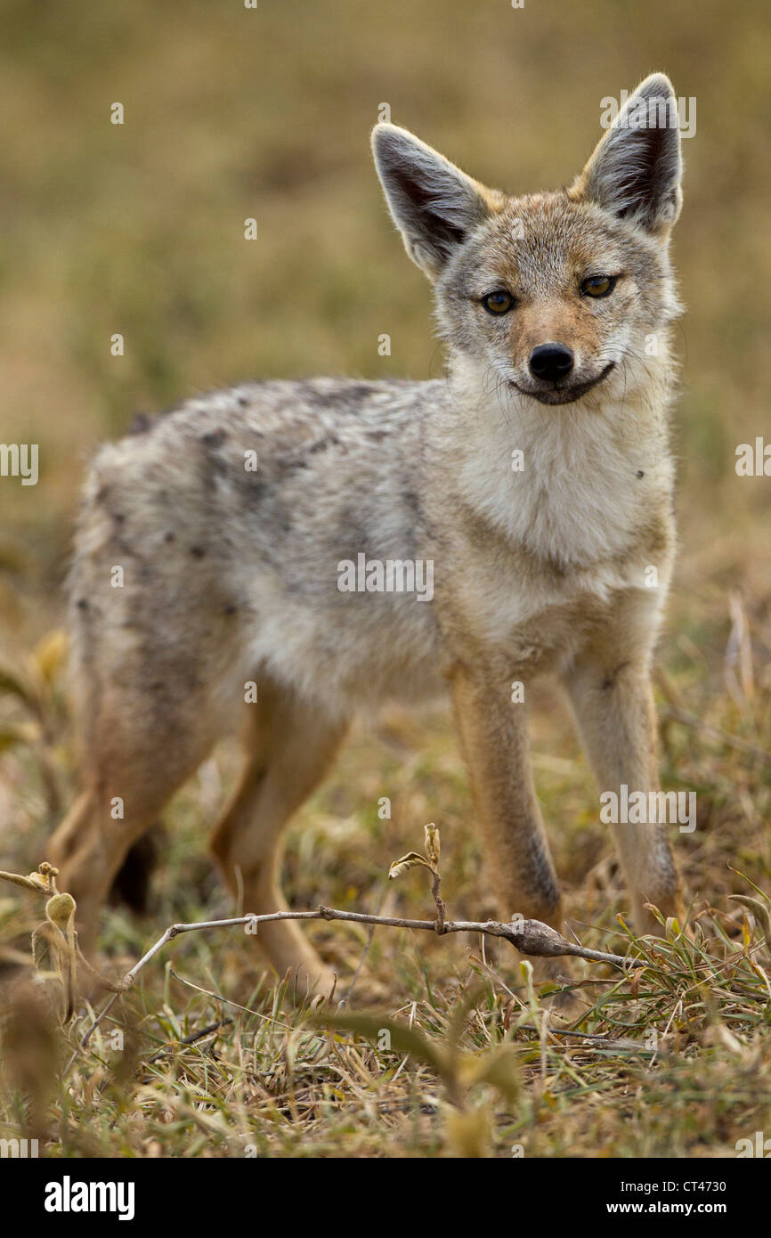 Africa, Tanzania, Serengeti National Park, Ngorongoro Crater, Golden ...