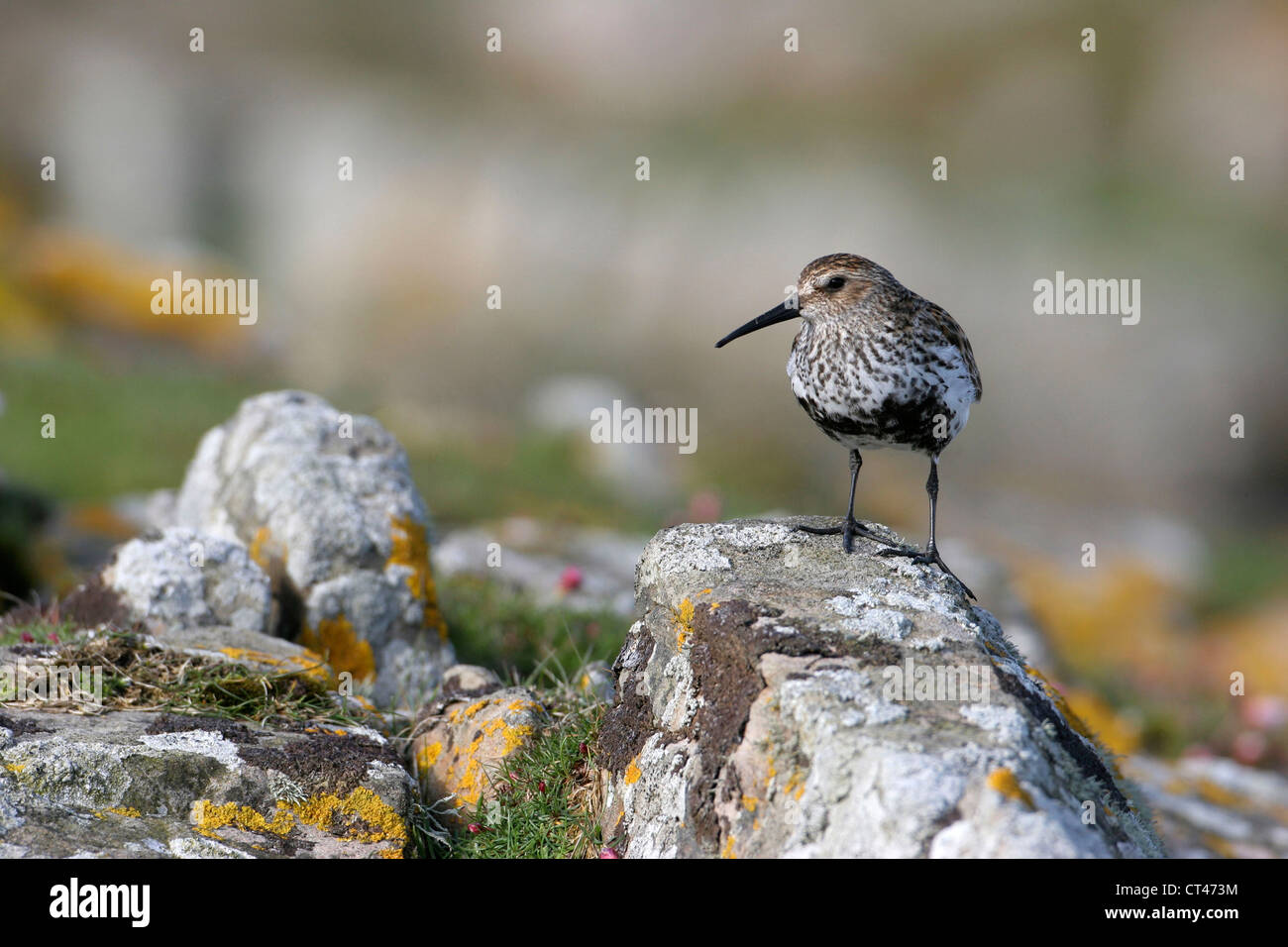 Dunlin in scotland hi-res stock photography and images - Alamy