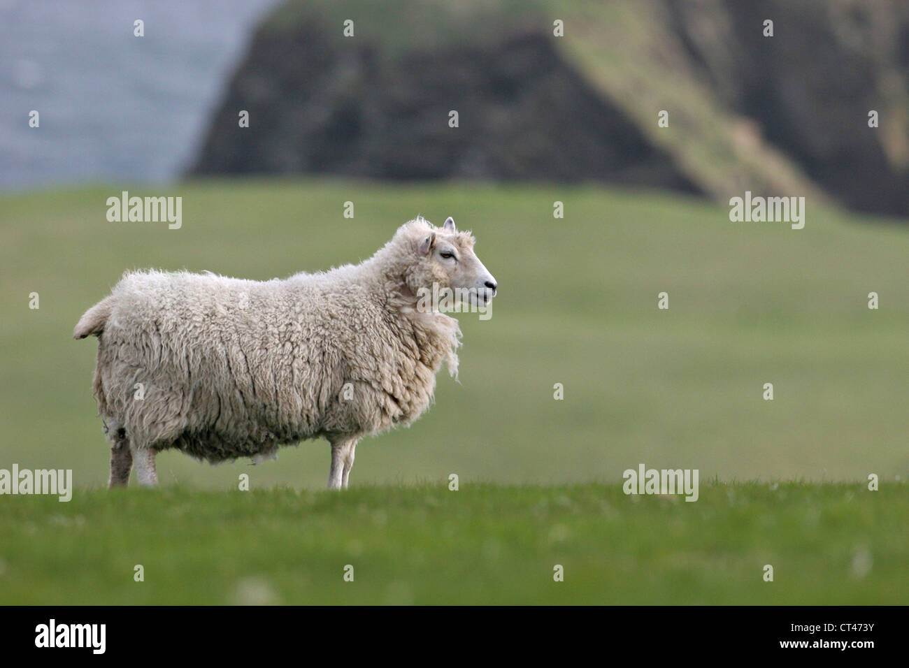 Mature ewe hi-res stock photography and images - Alamy