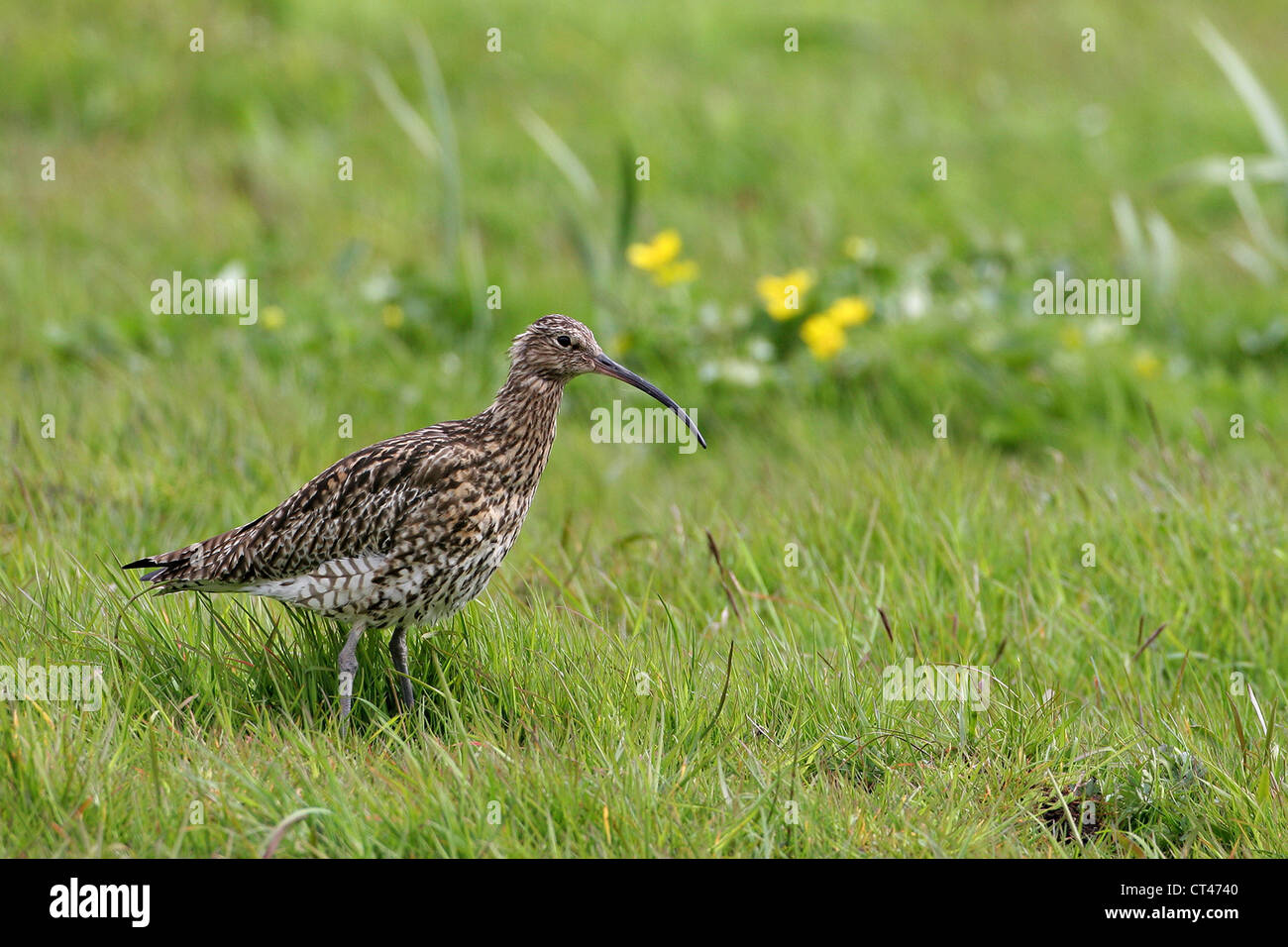 Curlew profile hi-res stock photography and images - Alamy