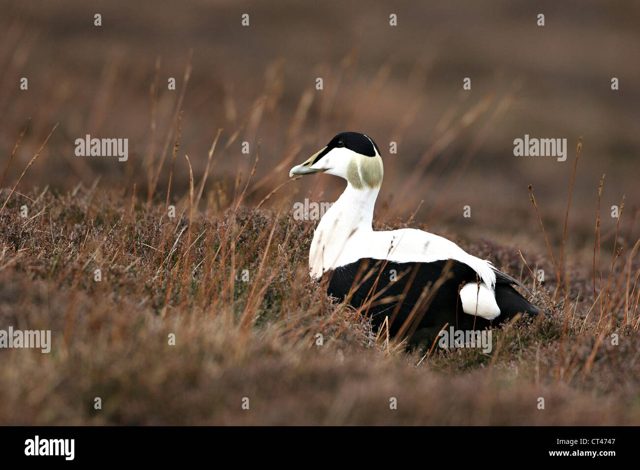 Eiders britain hi-res stock photography and images - Alamy