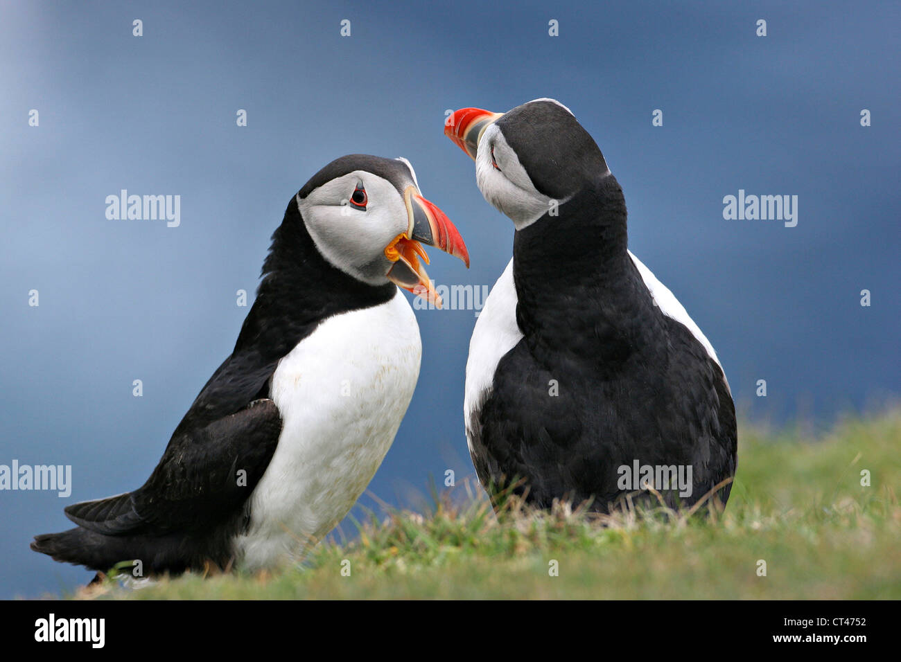 Puffins beaks open hi-res stock photography and images - Alamy