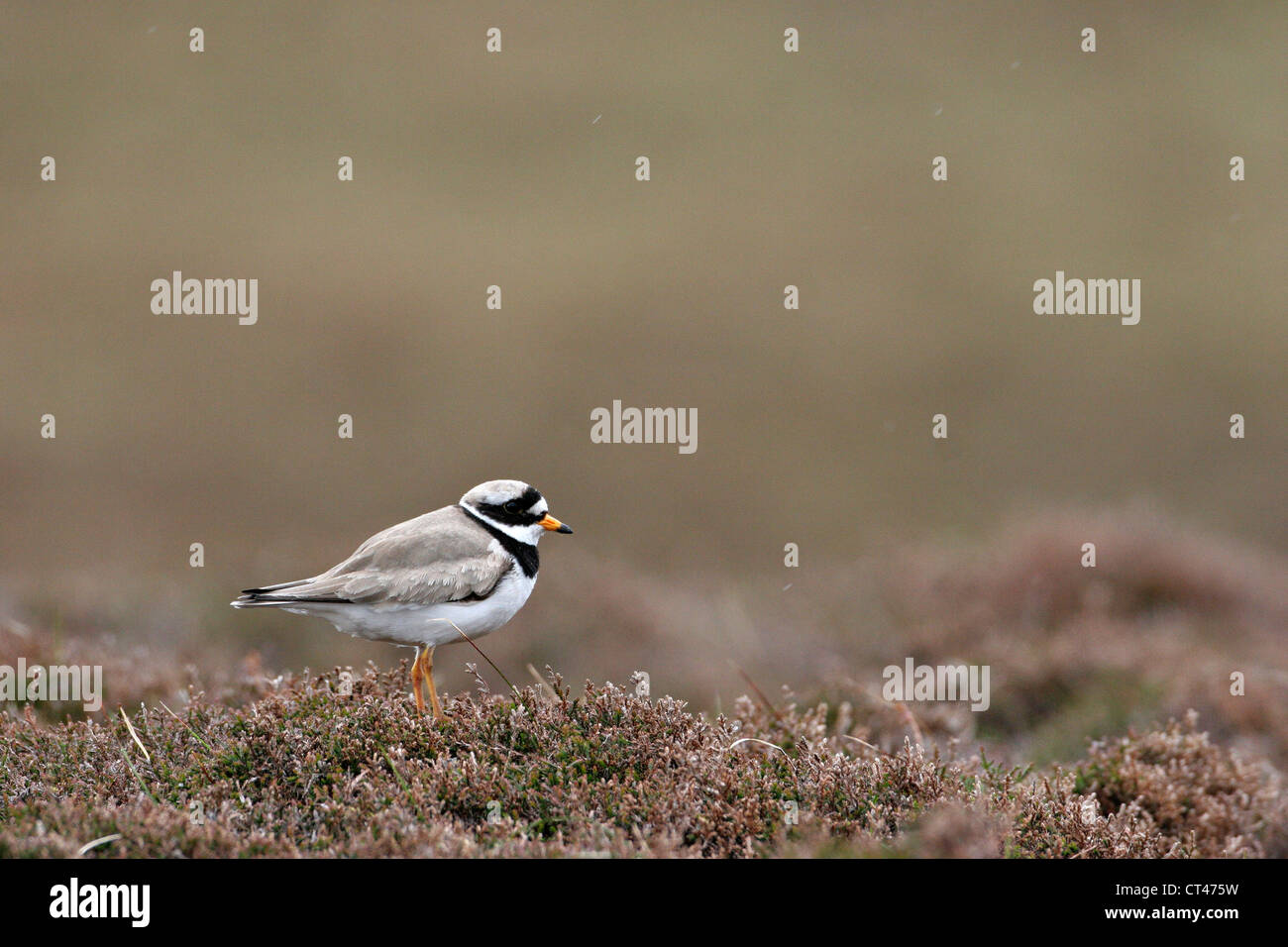 Plain plover hi-res stock photography and images - Alamy