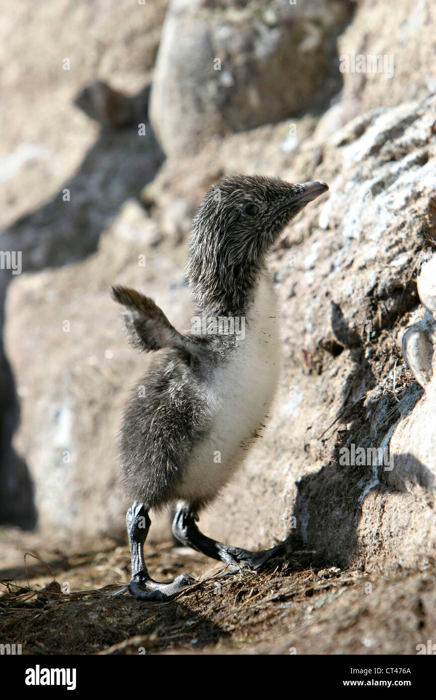 Murre baby hi-res stock photography and images - Alamy
