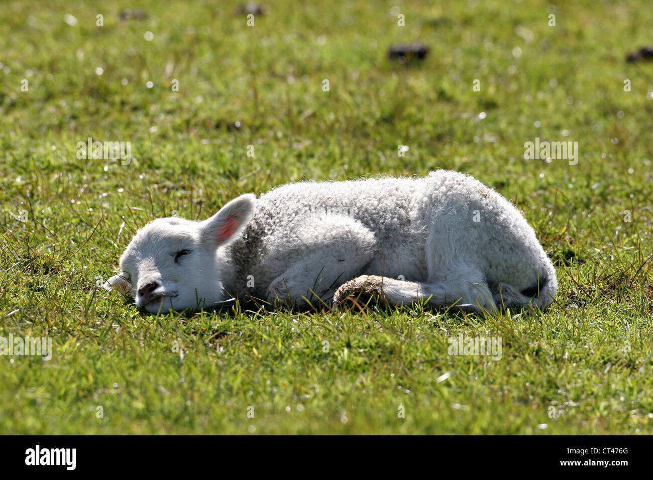 Goat lying down sheep hi-res stock photography and images - Alamy