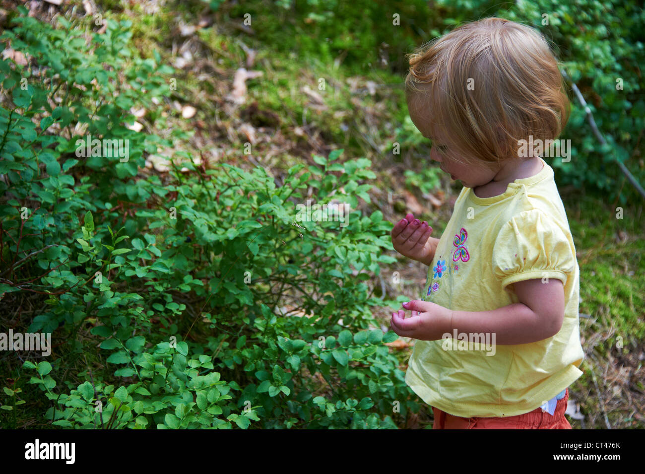 Child baby girl eating blueberries in summer forest Stock Photo - Alamy