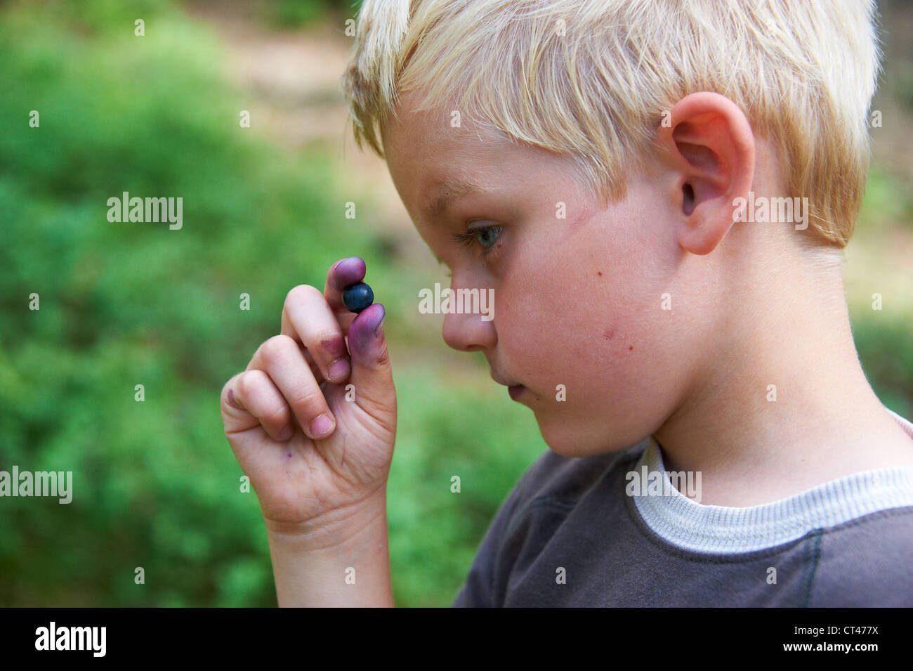 Little child blond Boy Eating Blueberries in summer forest Stock Photo ...