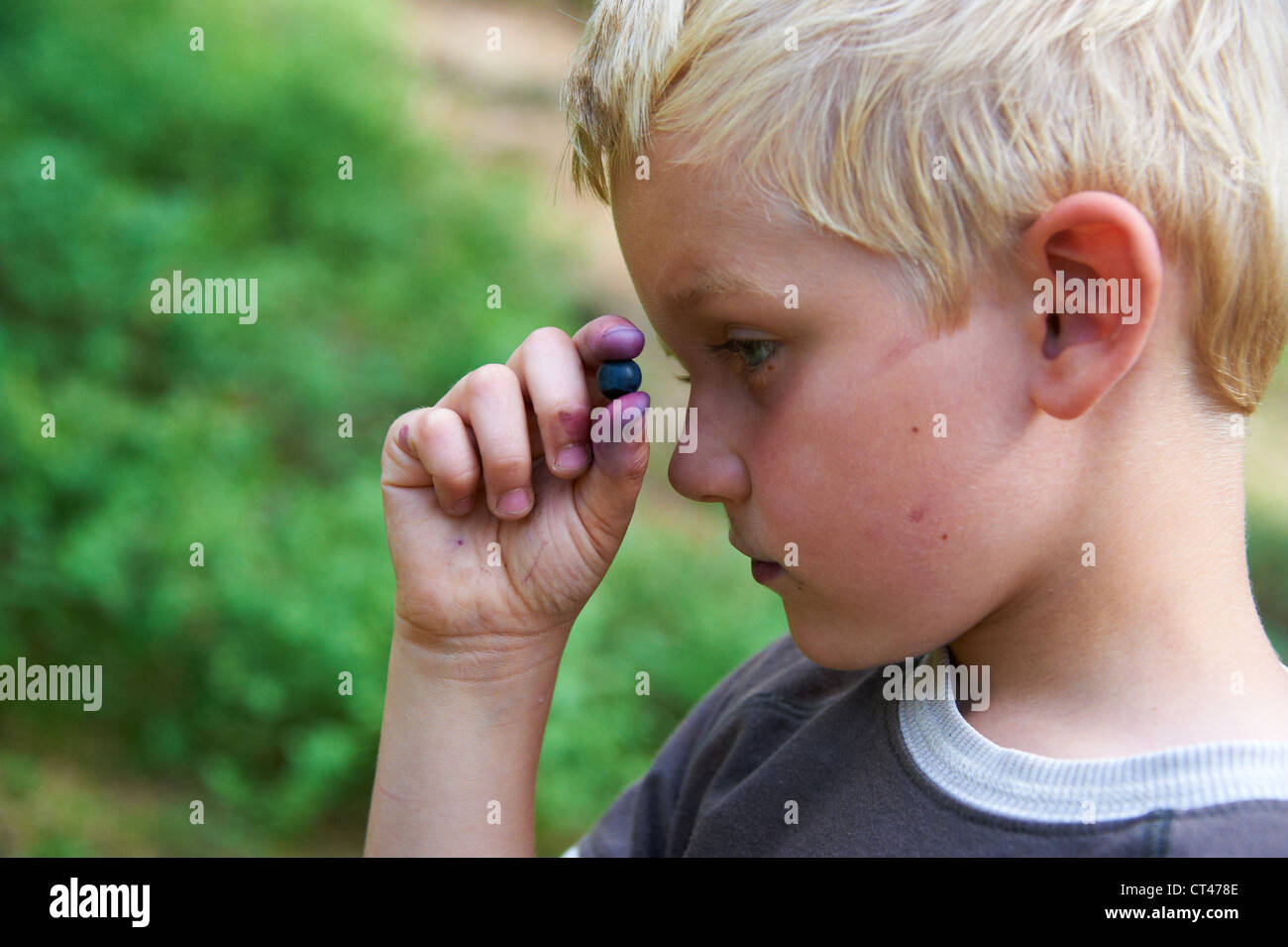 Little child blond Boy Eating Blueberries in summer forest Stock Photo ...