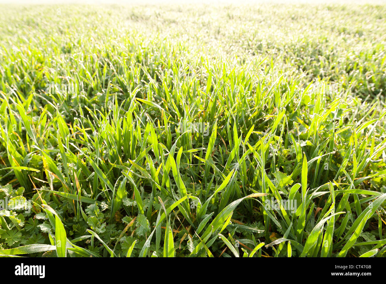 vast expanse of germinating crop wheat corn in early morning sunshine ...