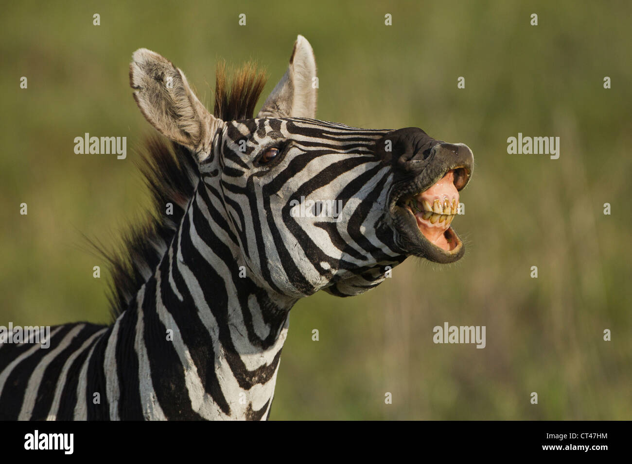 Zebra teeth hi-res stock photography and images - Alamy