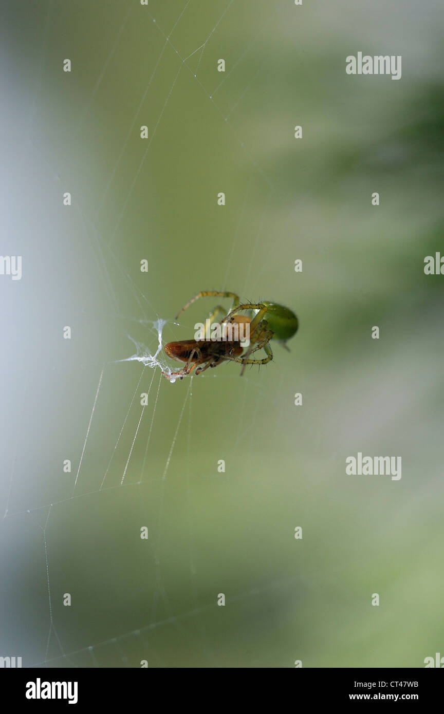 Edible spiders hi-res stock photography and images - Alamy