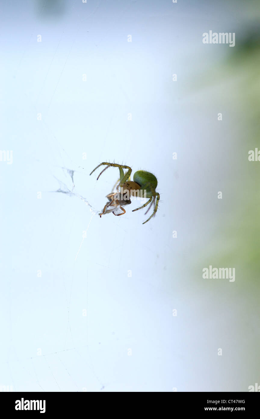 Diet spiders hi-res stock photography and images - Alamy