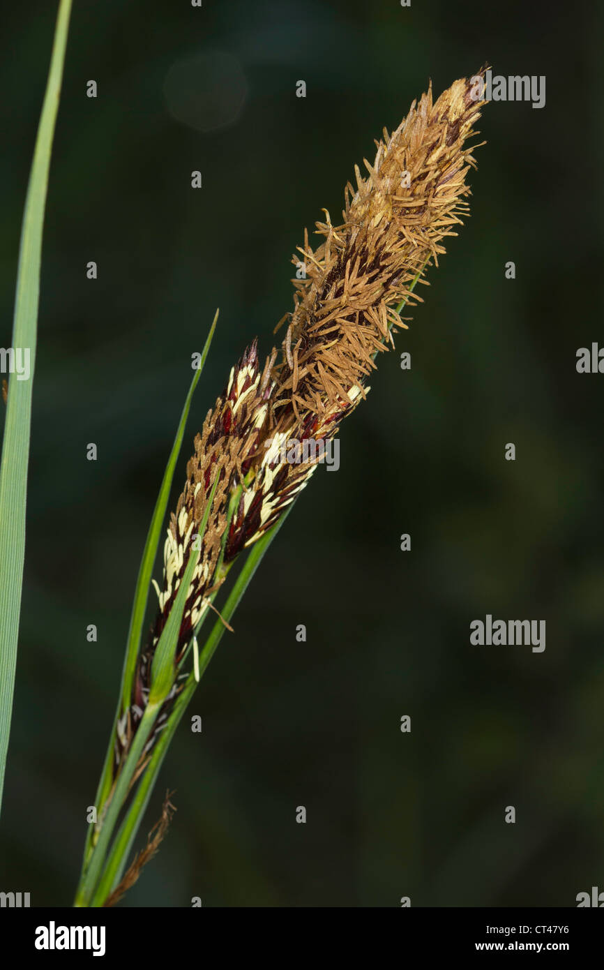 Greater Pond-sedge (Carex riparia) flower Stock Photo - Alamy
