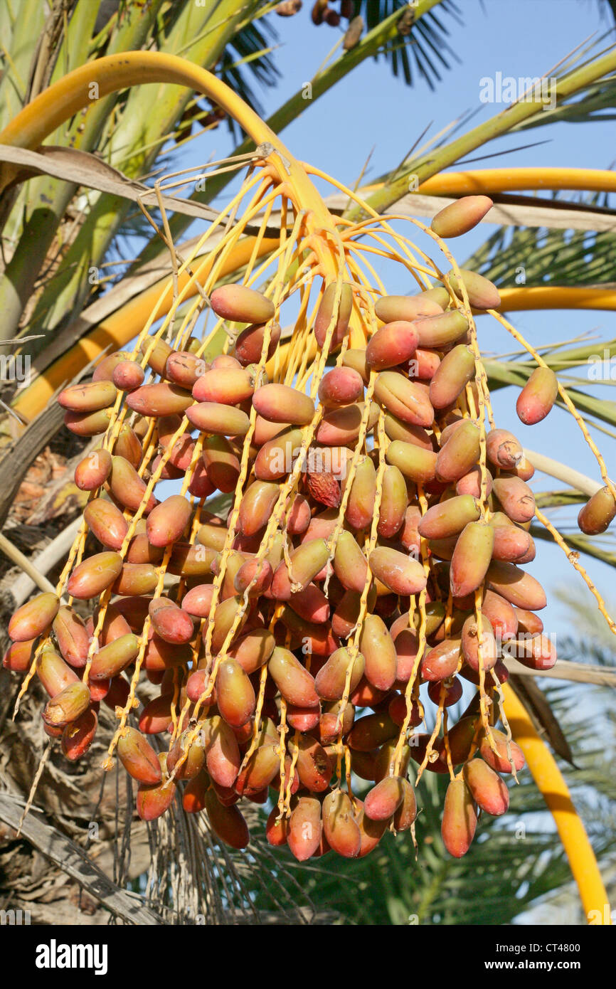 Date palm phoenix sp hi-res stock photography and images - Alamy