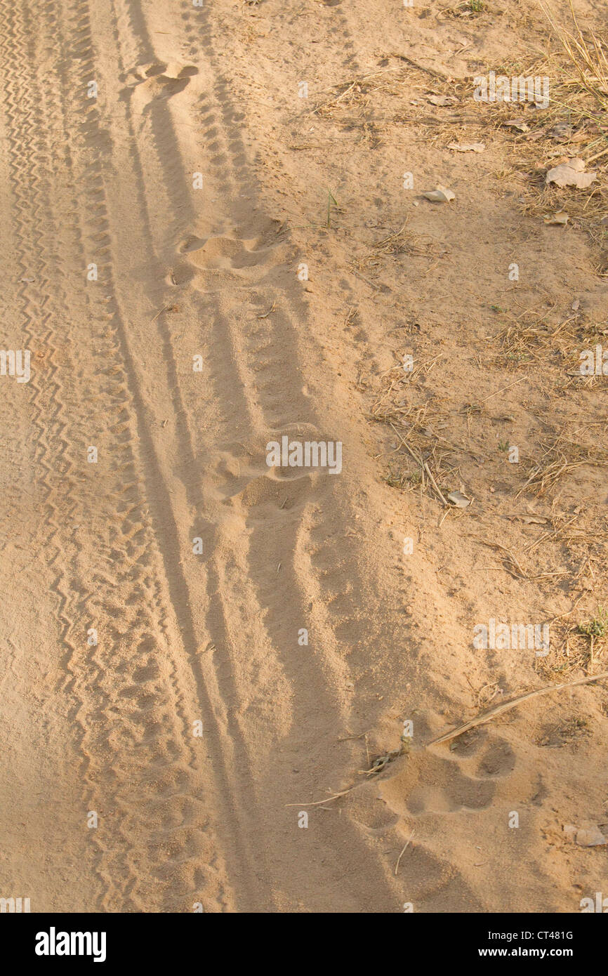 Tiger tracks hi-res stock photography and images - Alamy