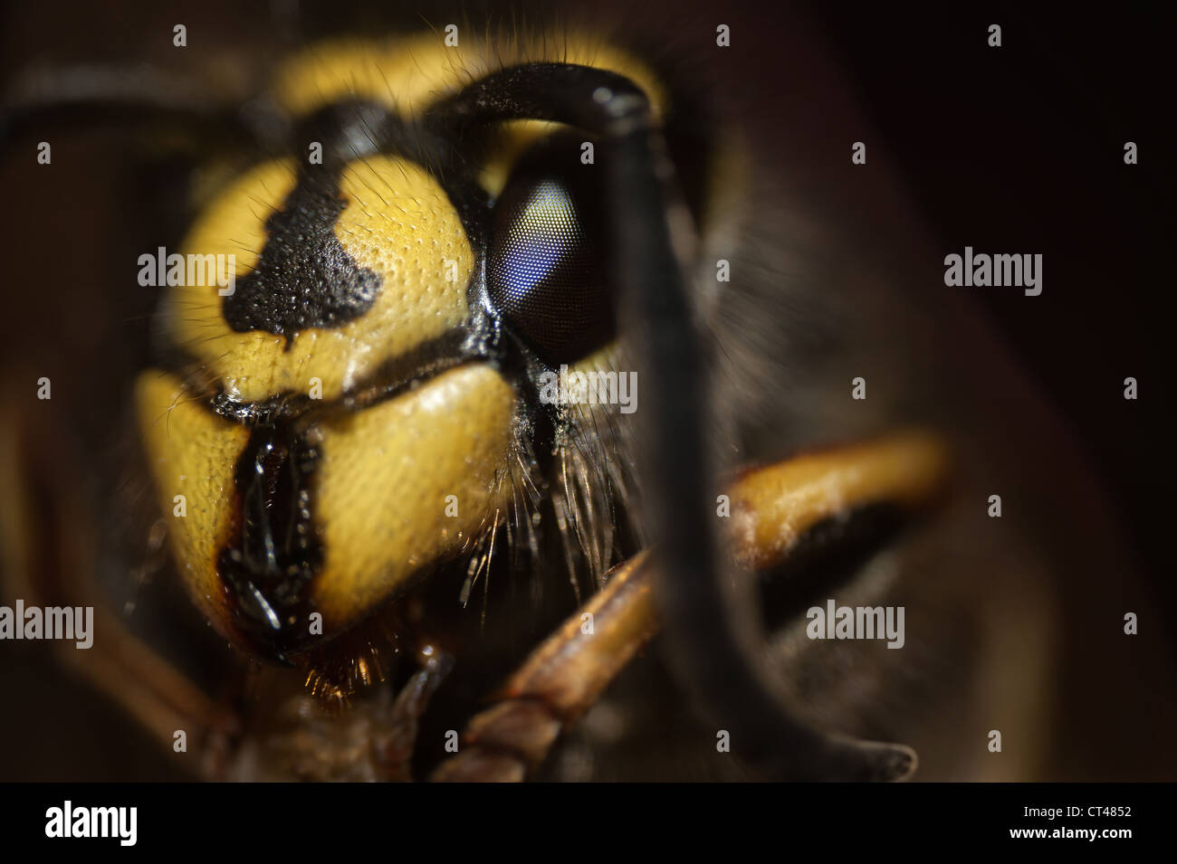 Close up of face to common wasp Vesper vulgaris Stock Photo - Alamy