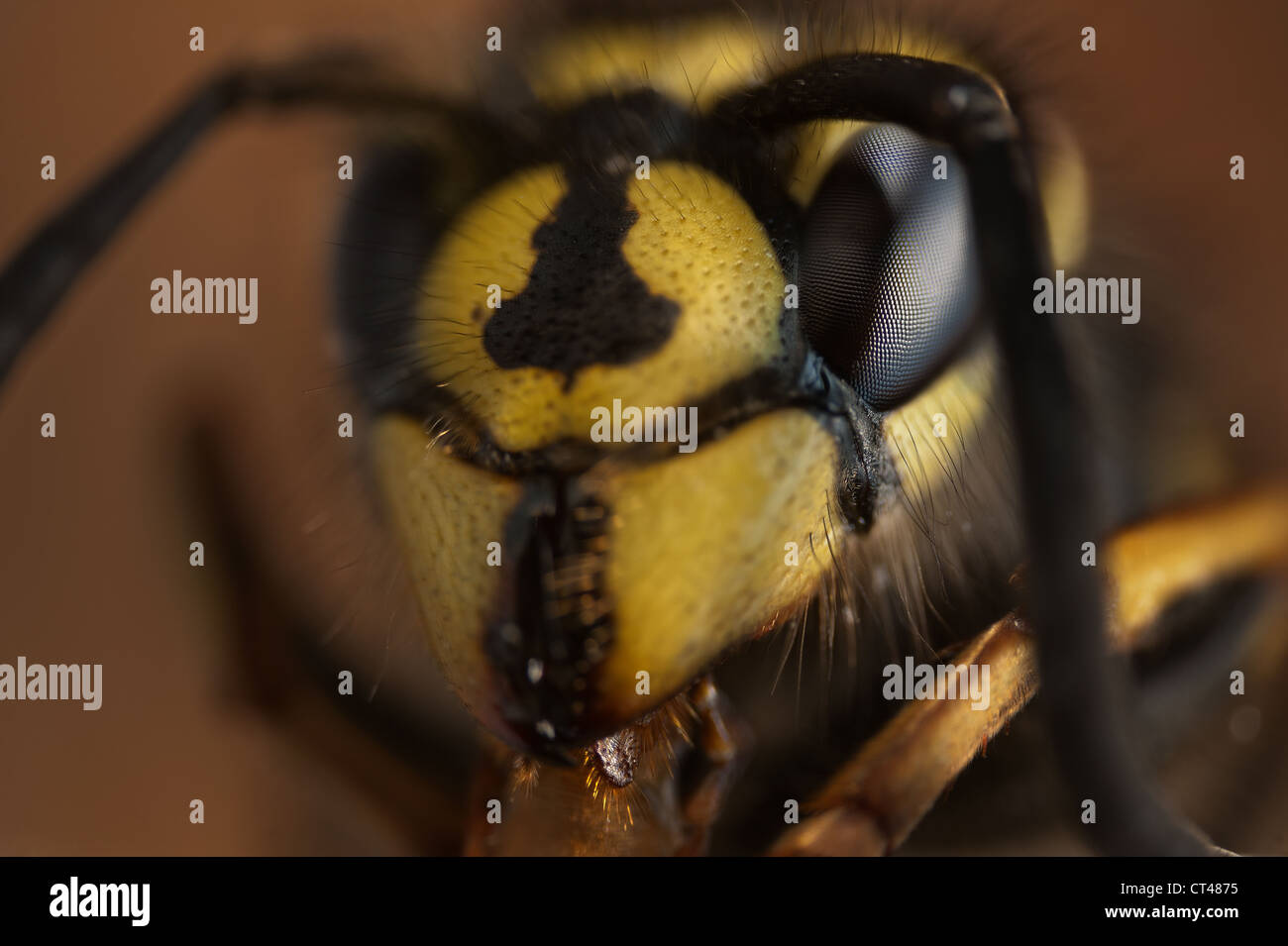 Close up of face to common wasp Vesper vulgaris Stock Photo - Alamy
