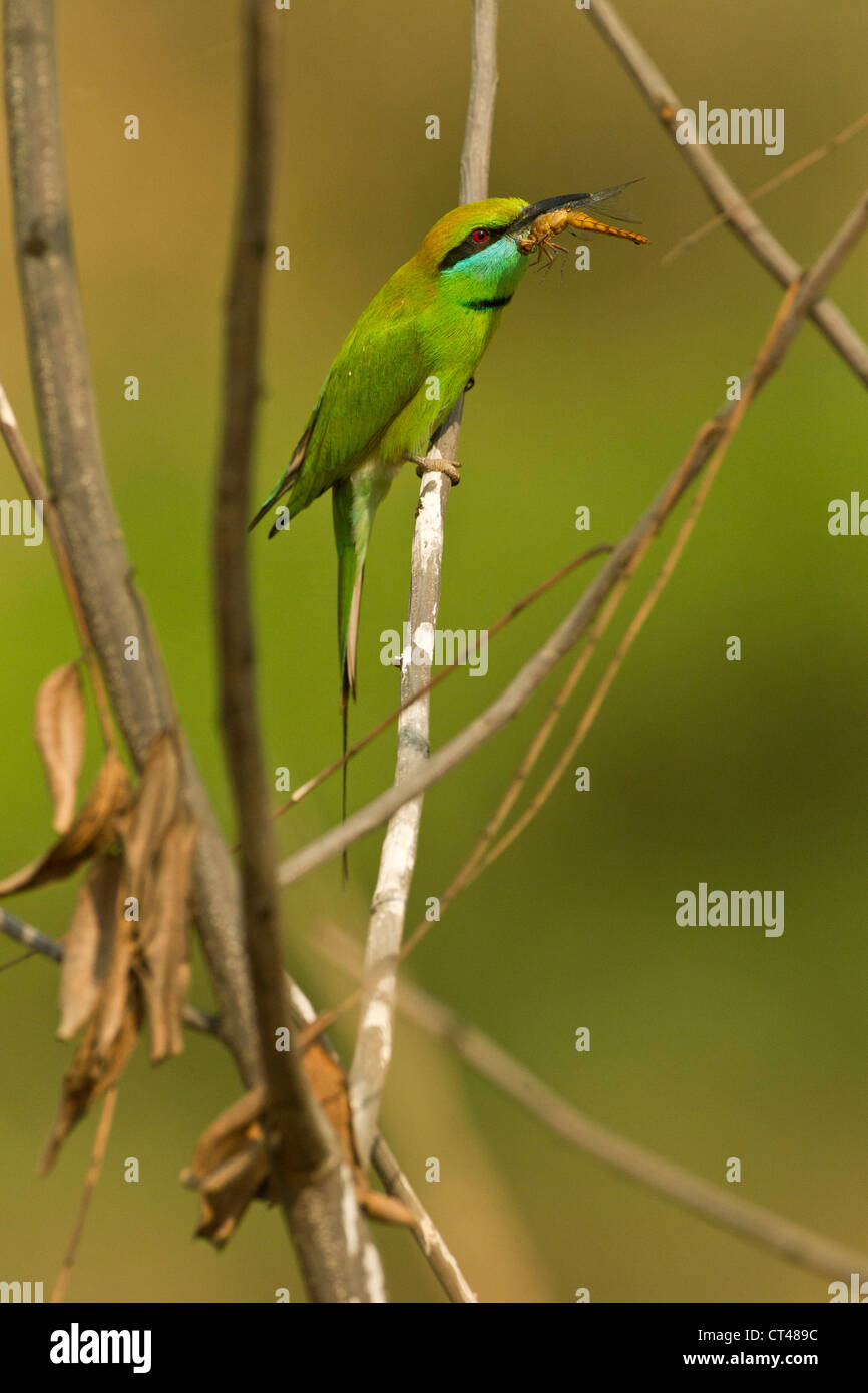 India Orientalis High Resolution Stock Photography and Images - Alamy