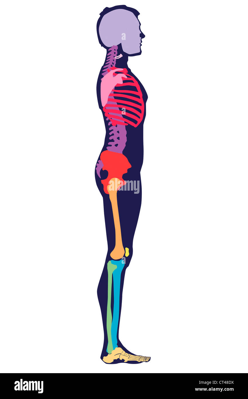 Human male anatomy skeleton system hi-res stock photography and images ...
